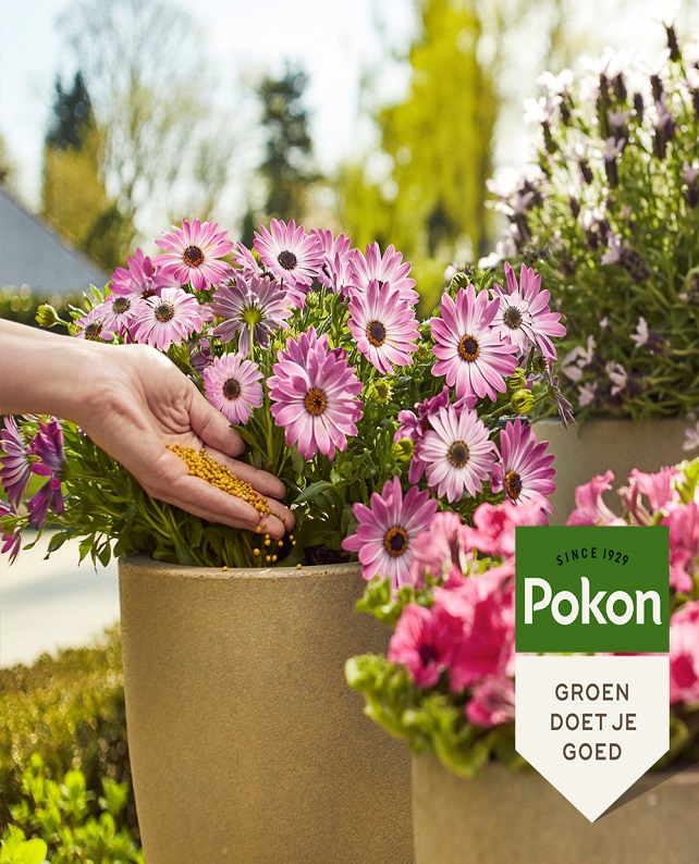 Pokon Korea
